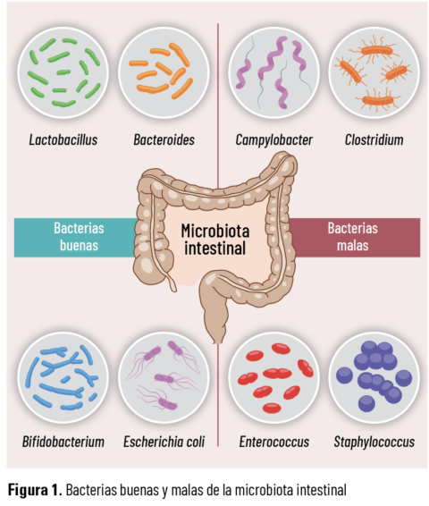 Disbiosis Intestinal | Biomaro | Laboratorio Madrid | Análisis Clínico